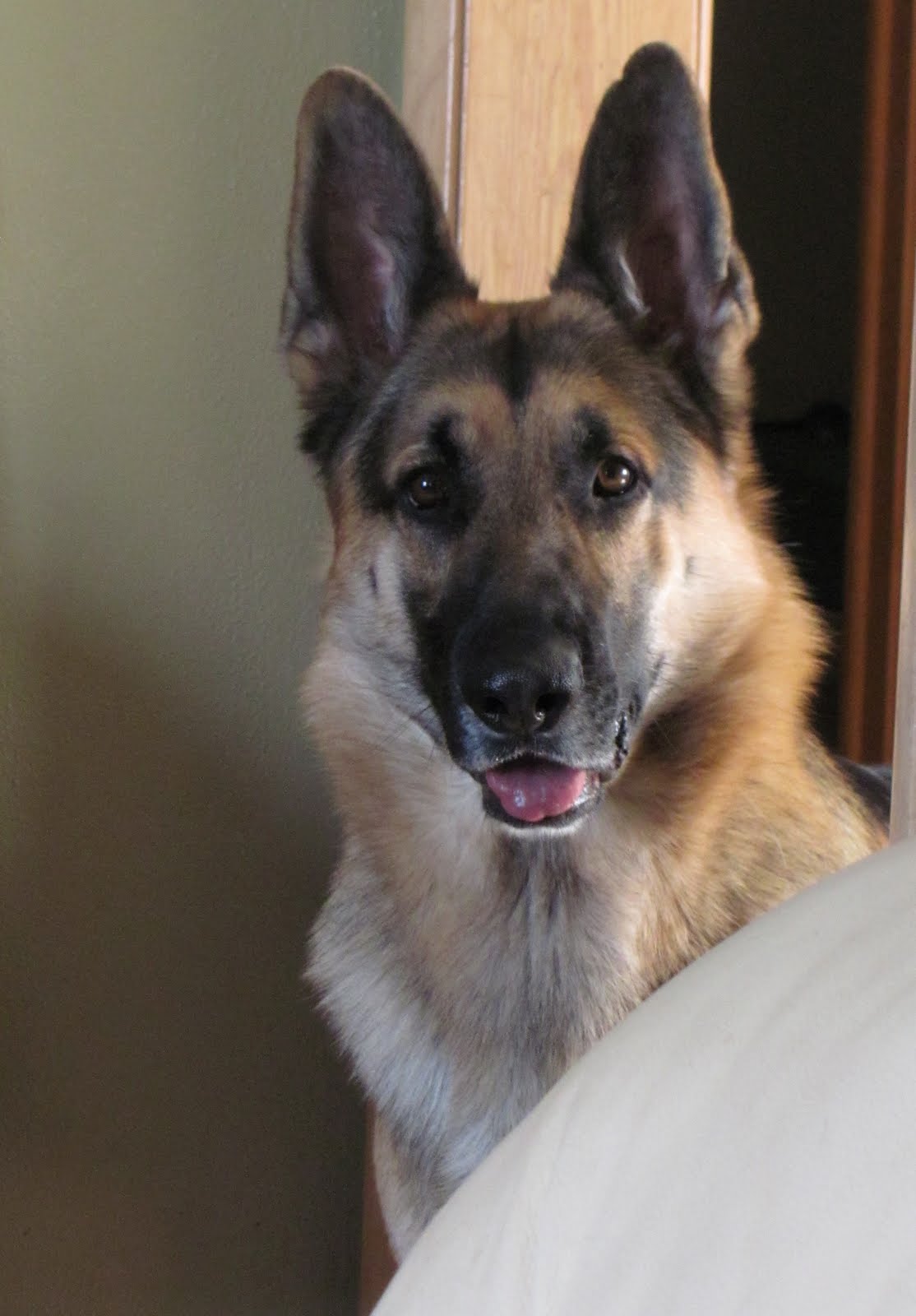 Faithful Shepherds German Shepherd Dogs: handsome Major!