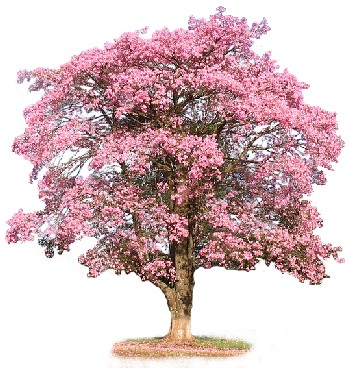 Paineira (Chorisia speciosa)