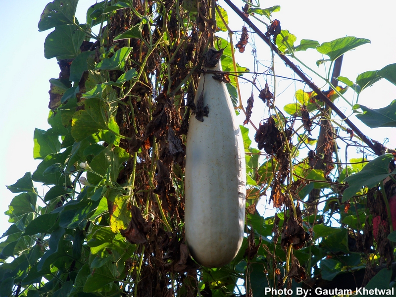Uttarakhand Devbhoomi: Big Gourd and Cucumbers
