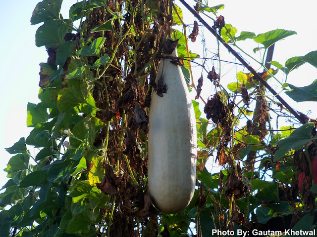 Uttarakhand Devbhoomi: Big Gourd and Cucumbers