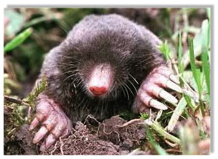 Contro il cancro con un sorriso: L'evoluzione della specie