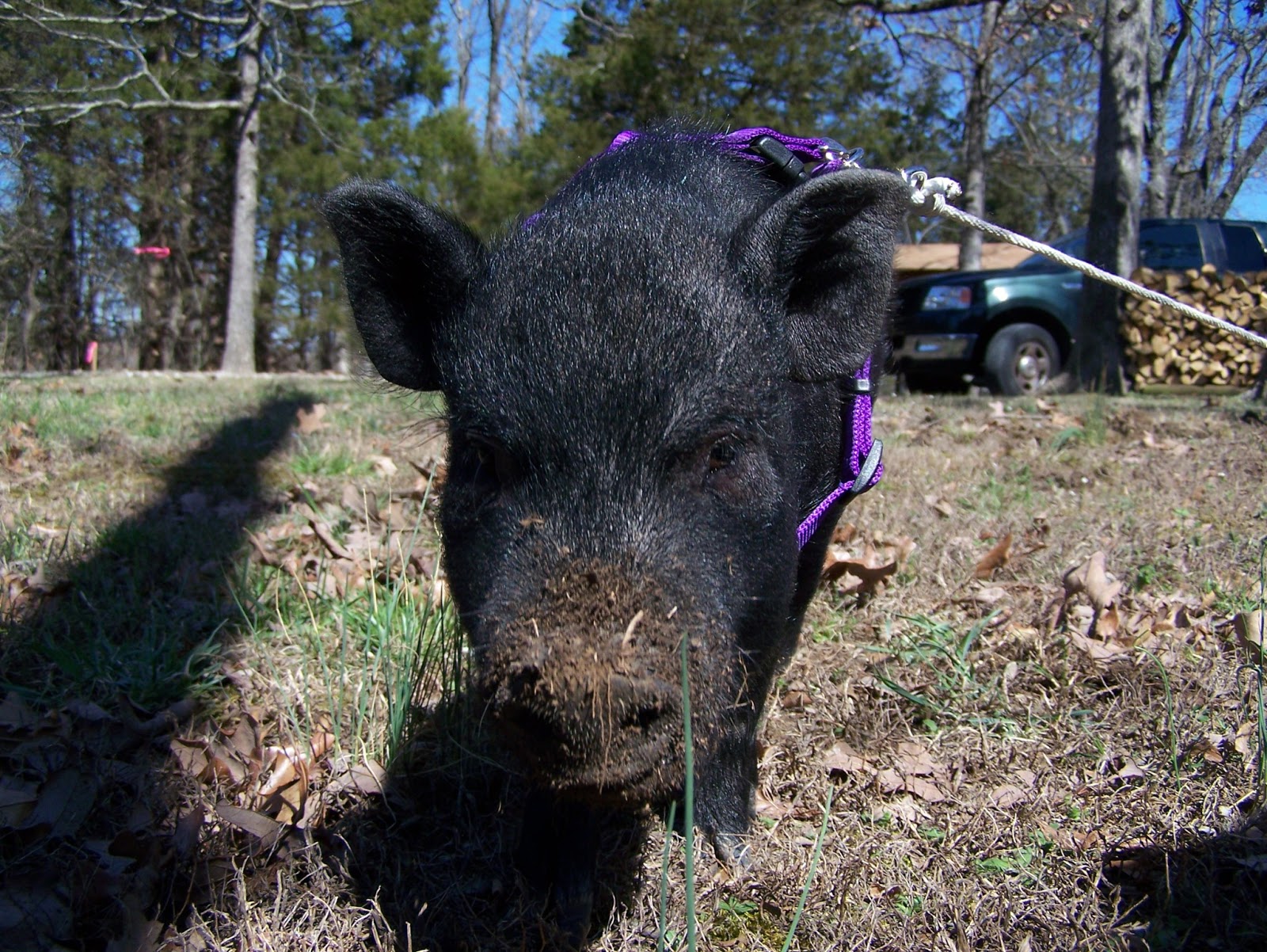 Sweet Pig Farm: Our Sweet Pigs