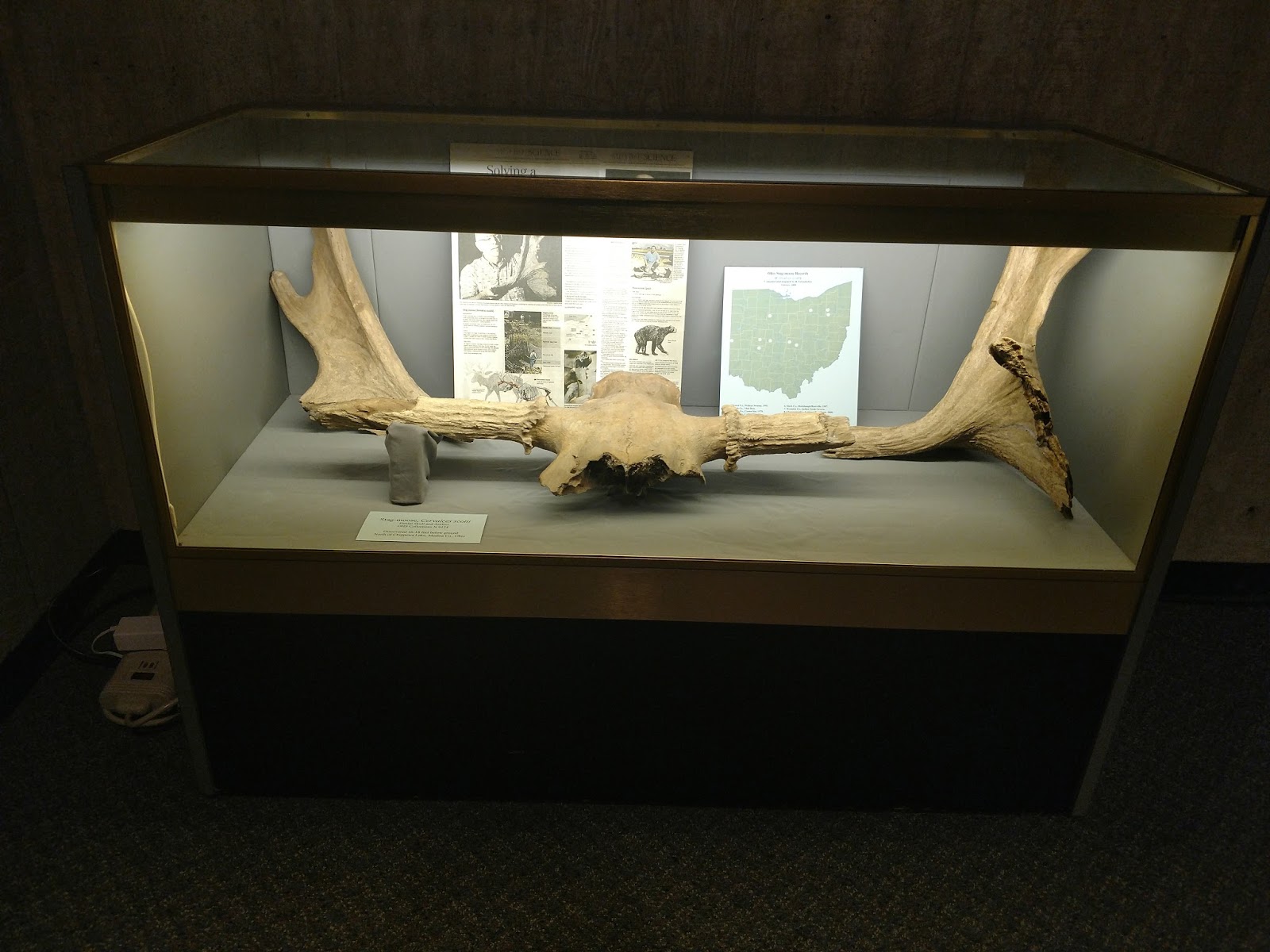 Travels of a Hobgoblin Taphophile: Stag-Moose Exhibit - Ohio History Center