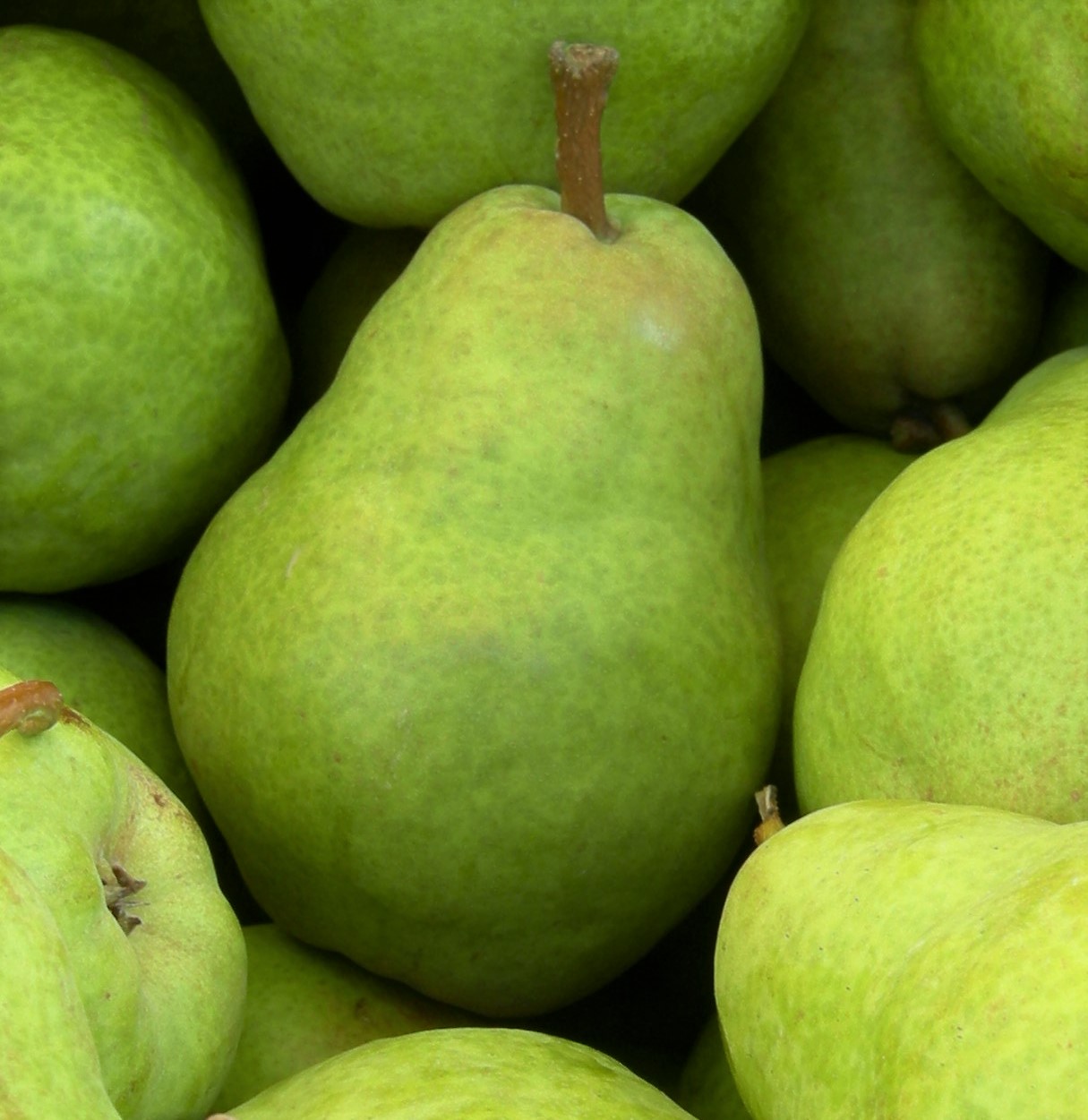 FOOD HISTORY: Origin of pears FOOD HISTORY: Origin of pears