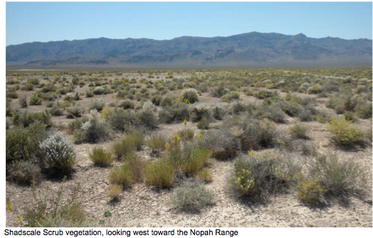 BrightSource Balks at Environmental Concerns