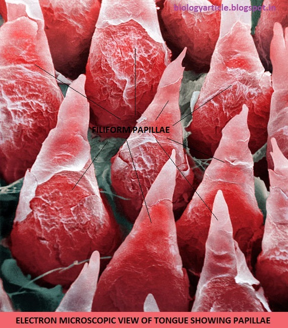 BIOLOGY WRITE-UP - BIOLOGY ARTICLES: TONGUE: Morphological feature ...