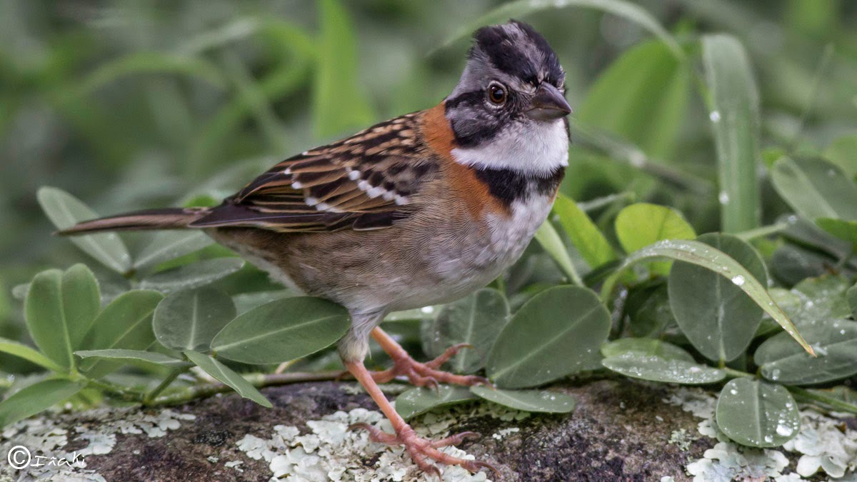 Nosoloaves - Aves del mundo (Birds of the world): Gorrion cuellirrojo ...