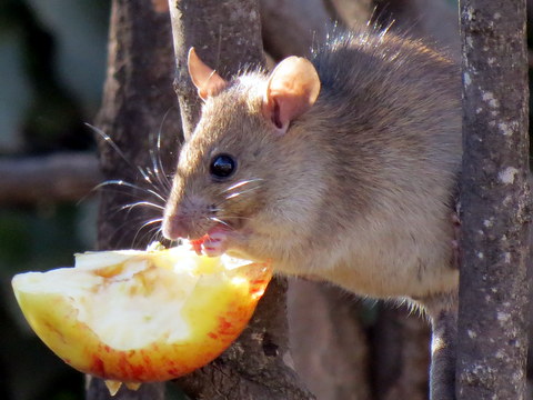 Speel-speel : muisvoël