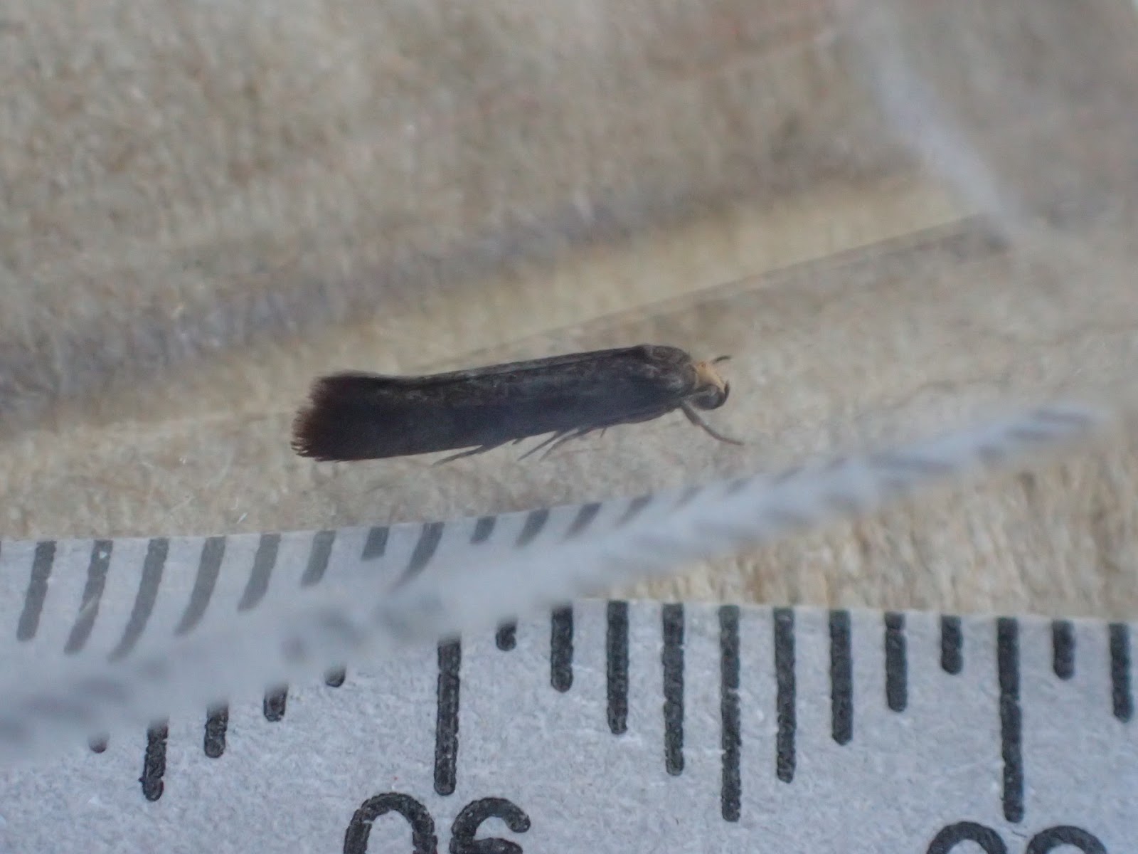 Carmarthenshire Moth and Butterfly Group: Ash Bud Moth Dilemma