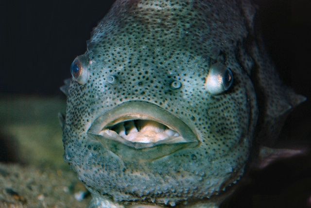 Real Monstrosities: Henfish aka THE Lumpsucker