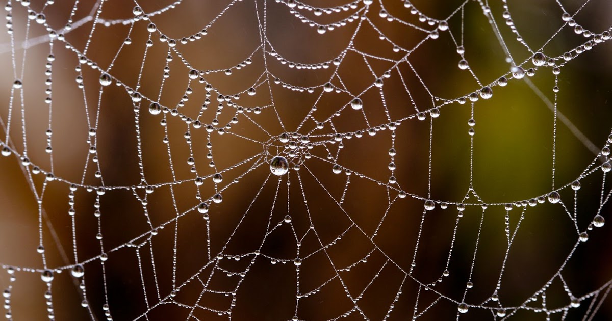 Perlumbaan Penghasilan Sutera Labah-Labah Sintetik |MyRokan