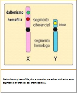 Noveno moralba: Herencia ligada al sexo