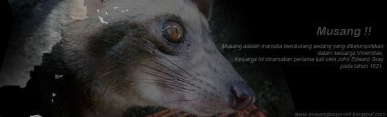 MENGENAL JENIS - JENIS MUSANG YANG TERSEBAR DI INDONESIA ~ Bogor Musang ...