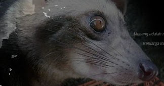 MENGENAL JENIS - JENIS MUSANG YANG TERSEBAR DI INDONESIA ~ Bogor Musang ...