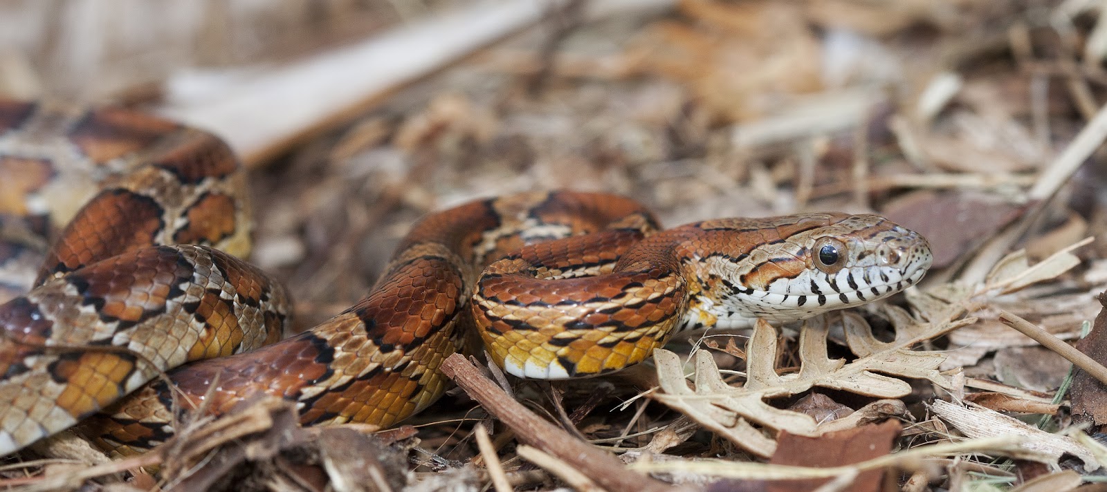 Salamander-Shmalamander: June 2013