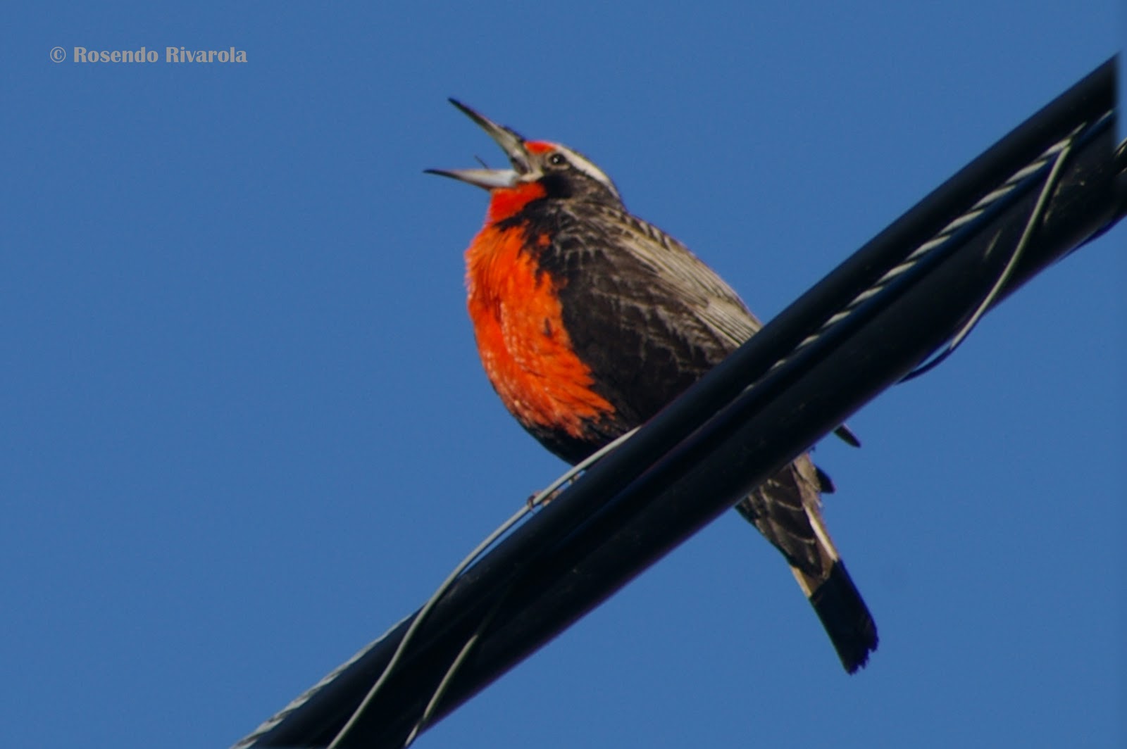 Aficionado a las Aves: LOICA COMUN