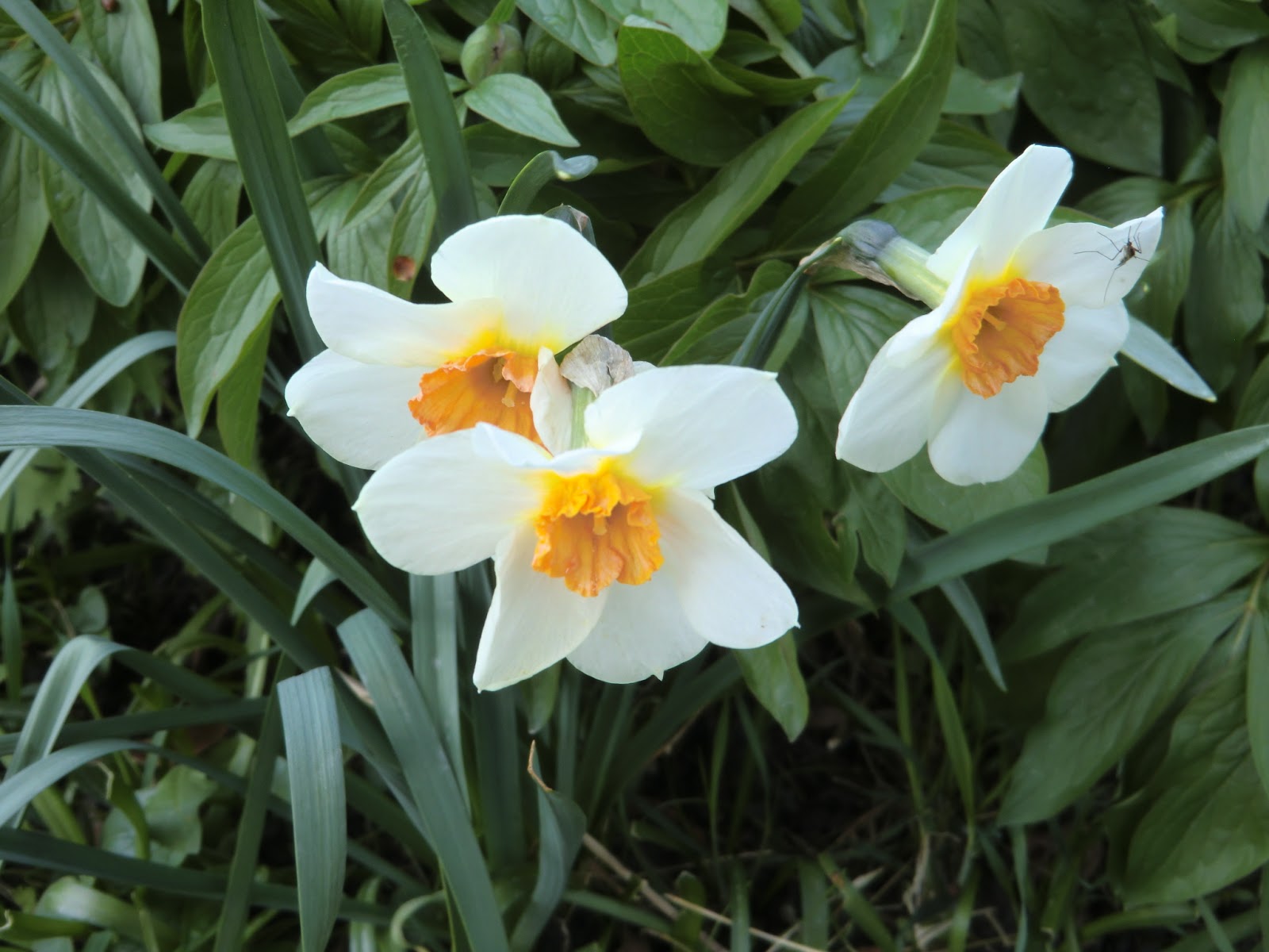 Kjerstis mat och prat: Glad Pingst