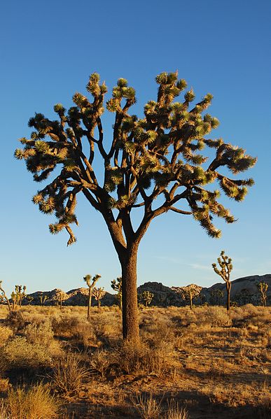 Practical Biology: science for everyone: Joshua Trees, Ice Age Sloths ...