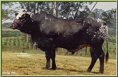 drakensview: Bull heaven.