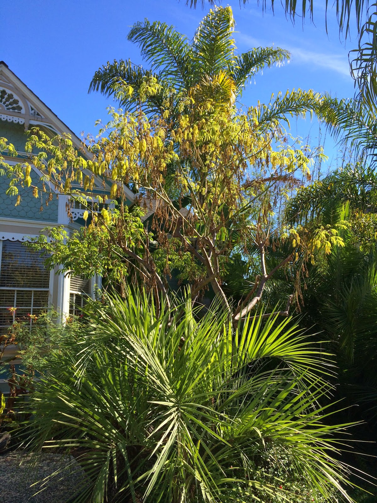 Trees of Santa Cruz County: Manihot grahamii - Hardy Tapioca