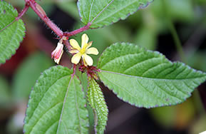 NatureQwest: Saluyot | Corchorus olitorius Herbal Medicine