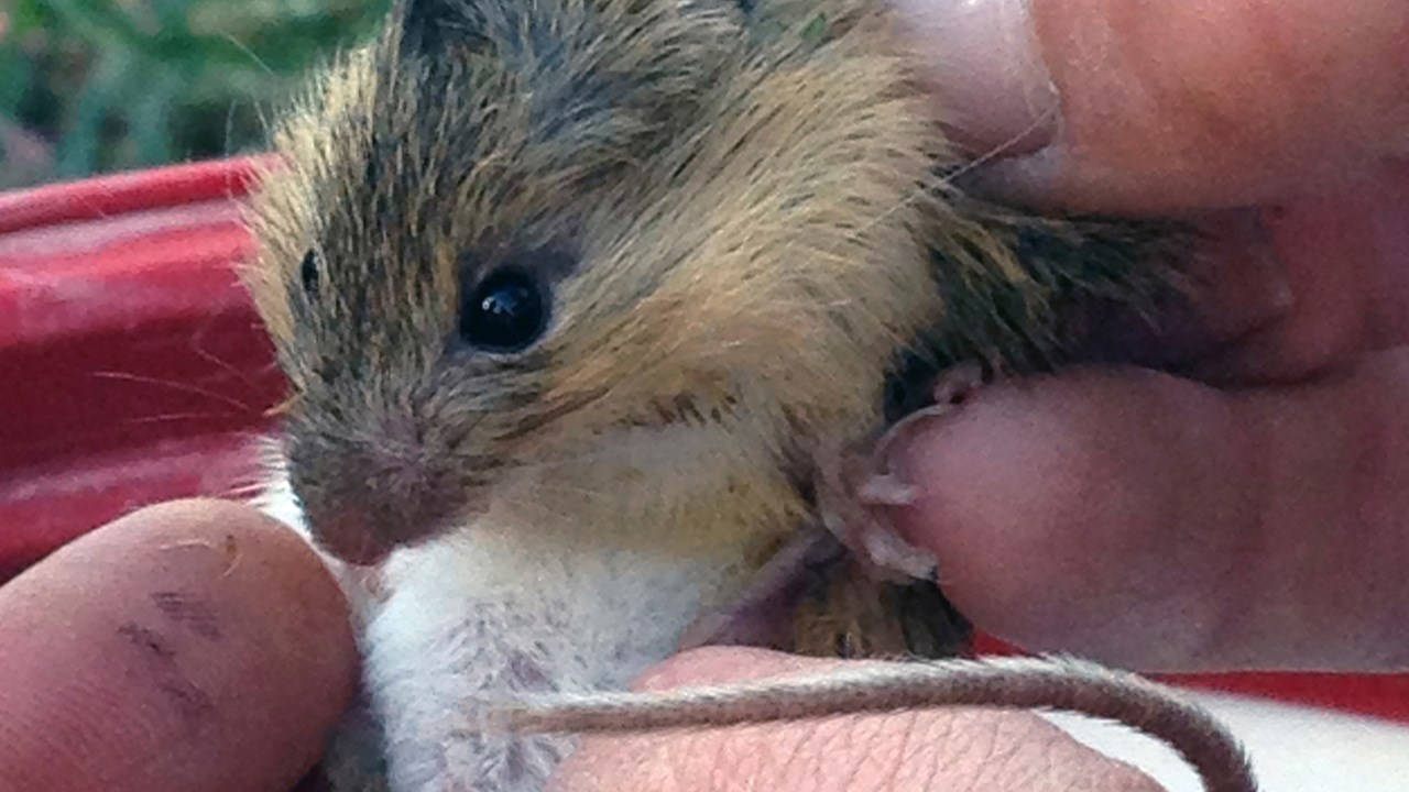 THE WESTERNER: Biologists find jumping mouse in three NM forests