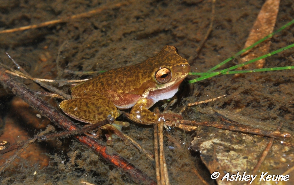 Australian Frogs Photography: KEUNEA PHOTOGRAPHY: Pearson's Green Tree ...