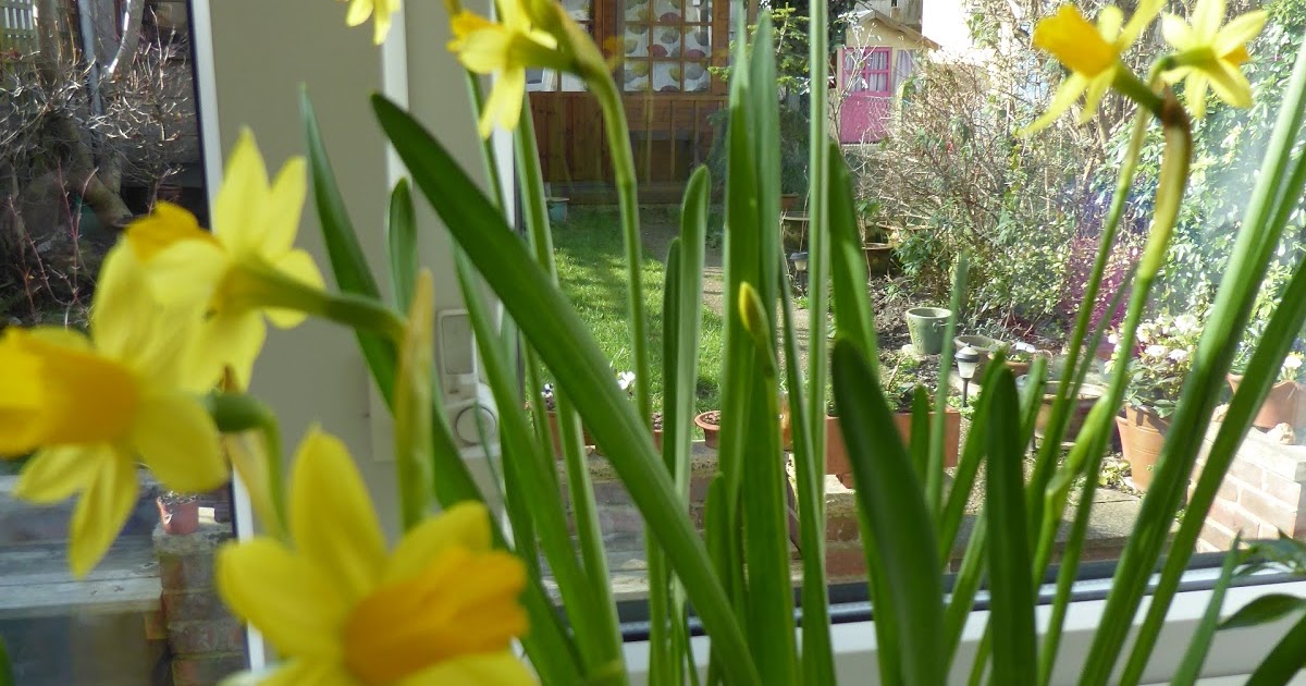 Jane's Journal: Dancing daffodils