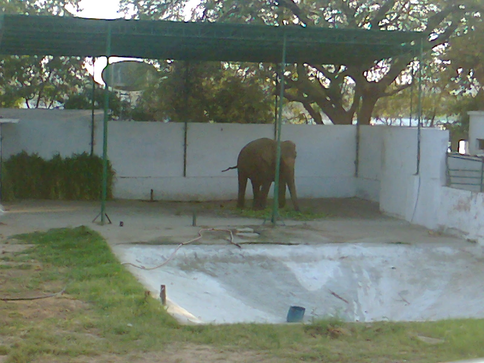 Kamla nehru zoo kankaria zoo ahmedabad - Green Ahmedabad: