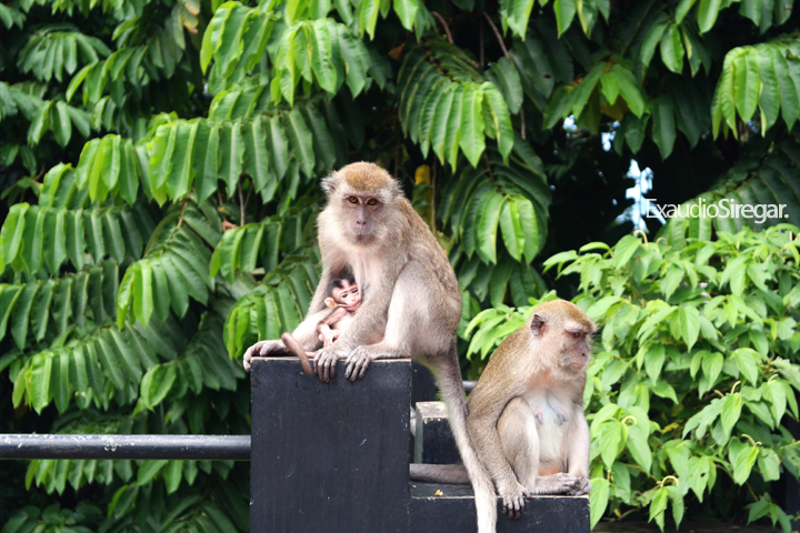 Bercengkerama dengan Kera di Hutan Kera
