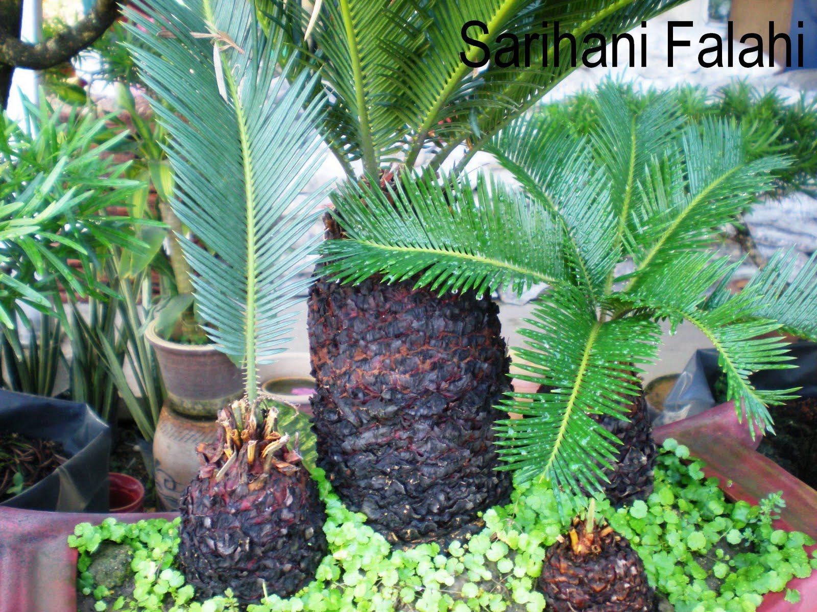 Cita Tani Nursery (NS015495-D): Benih Pokok Cycas / Bogak