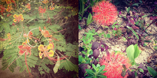 Oh So Lovely Vintage: Seaflower