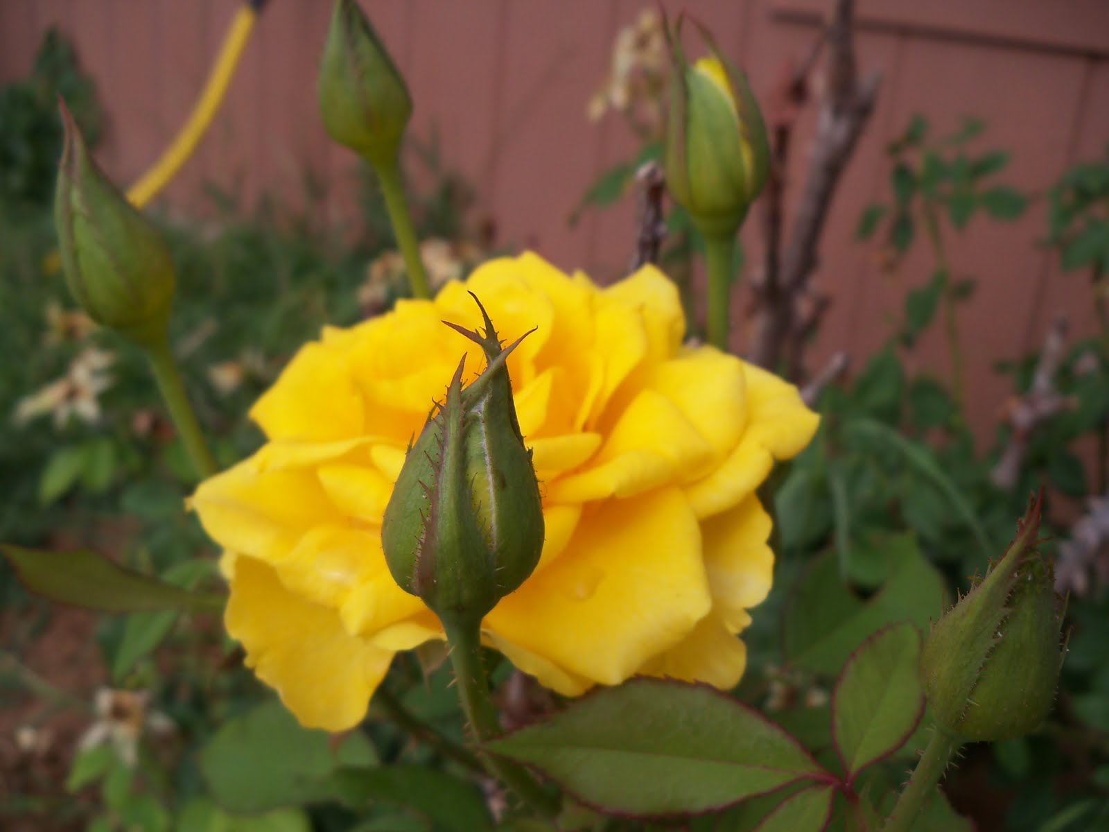 Tumbleweed Crossing: Yellow Roses
