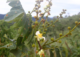 The Flowering plants (Leguminosae - Fabaceae): Fabaceae - Swartzia ...