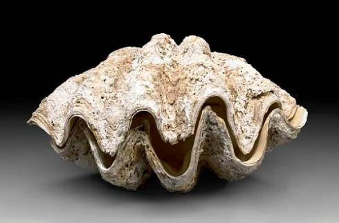 Giant Clam | Animal Wildlife