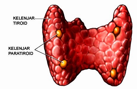Kelenjar Parathyroid