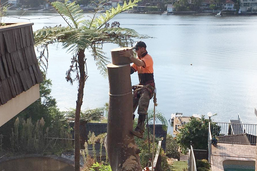 How Can Find The Expert tree lopper in Sydney? ~ GREAT DEALS FREE FOR ALL