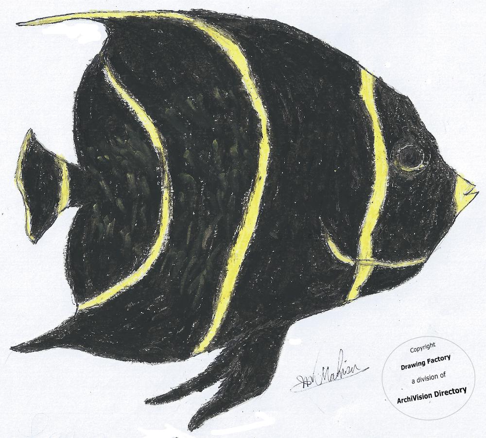 Drawing Factory your source for free drawings - designed by WM: French ...