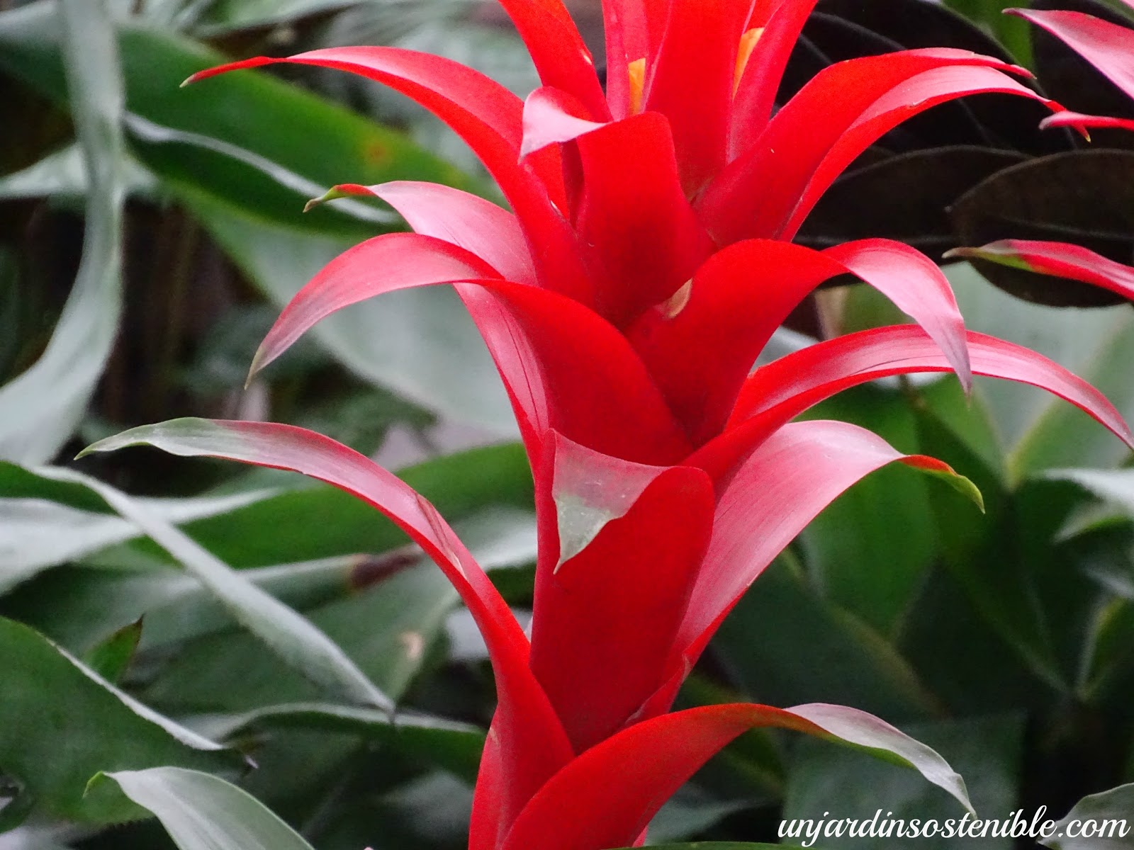 Guzmania Lingulata (Guzmania, Bromelia)