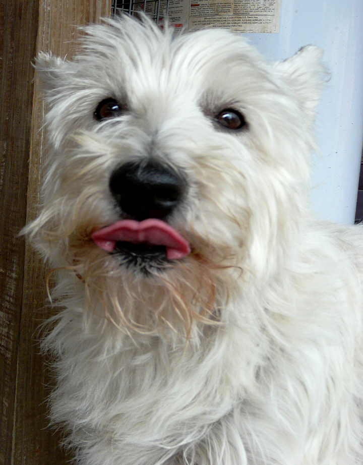 Hublore: The Westie Rules