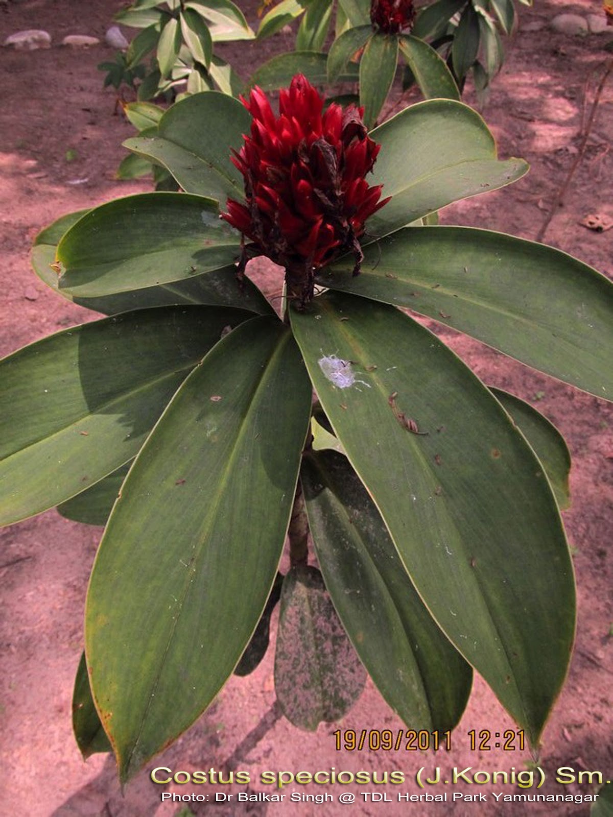 Medicinal Plants: Cheilocostus speciosus Costus speciosus Chengalva ...