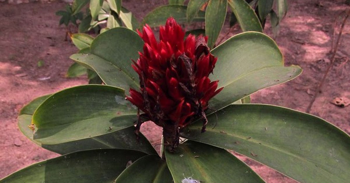Medicinal Plants: Cheilocostus speciosus Costus speciosus Chengalva ...