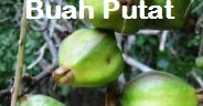 POKOK PUTAT ~ PUSAT SUMBER SK ST. MARY, KL