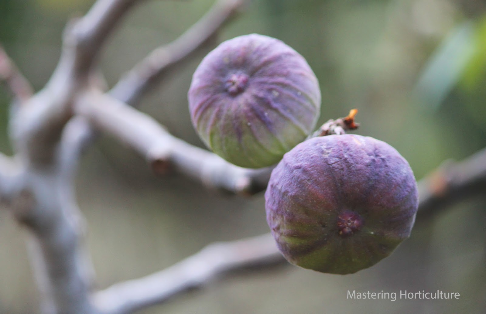Mastering Horticulture: Have You Really Seen a Fig Flower?