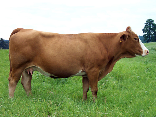 Simbrah and Simbrah Cattle Breeding Breeders ~ planetanimalzone