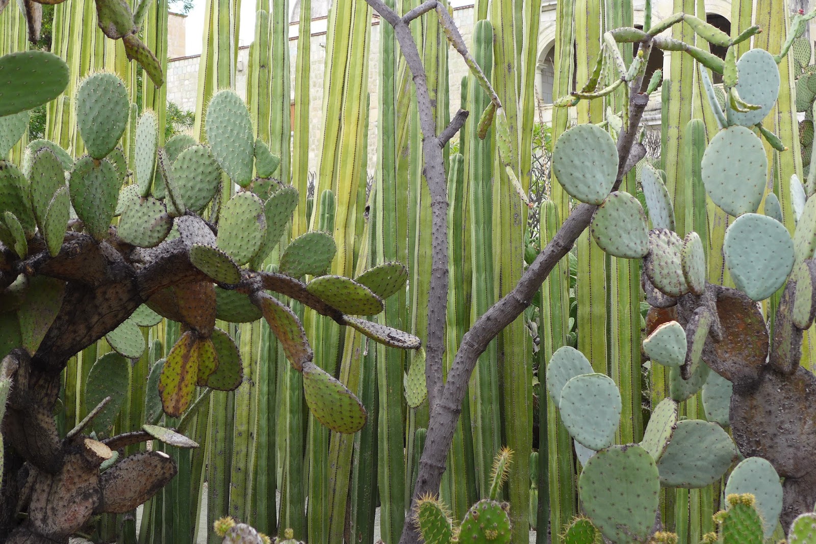 Jeffrey Bale's World of Gardens: Jardin Etnobotánico de Oaxaca