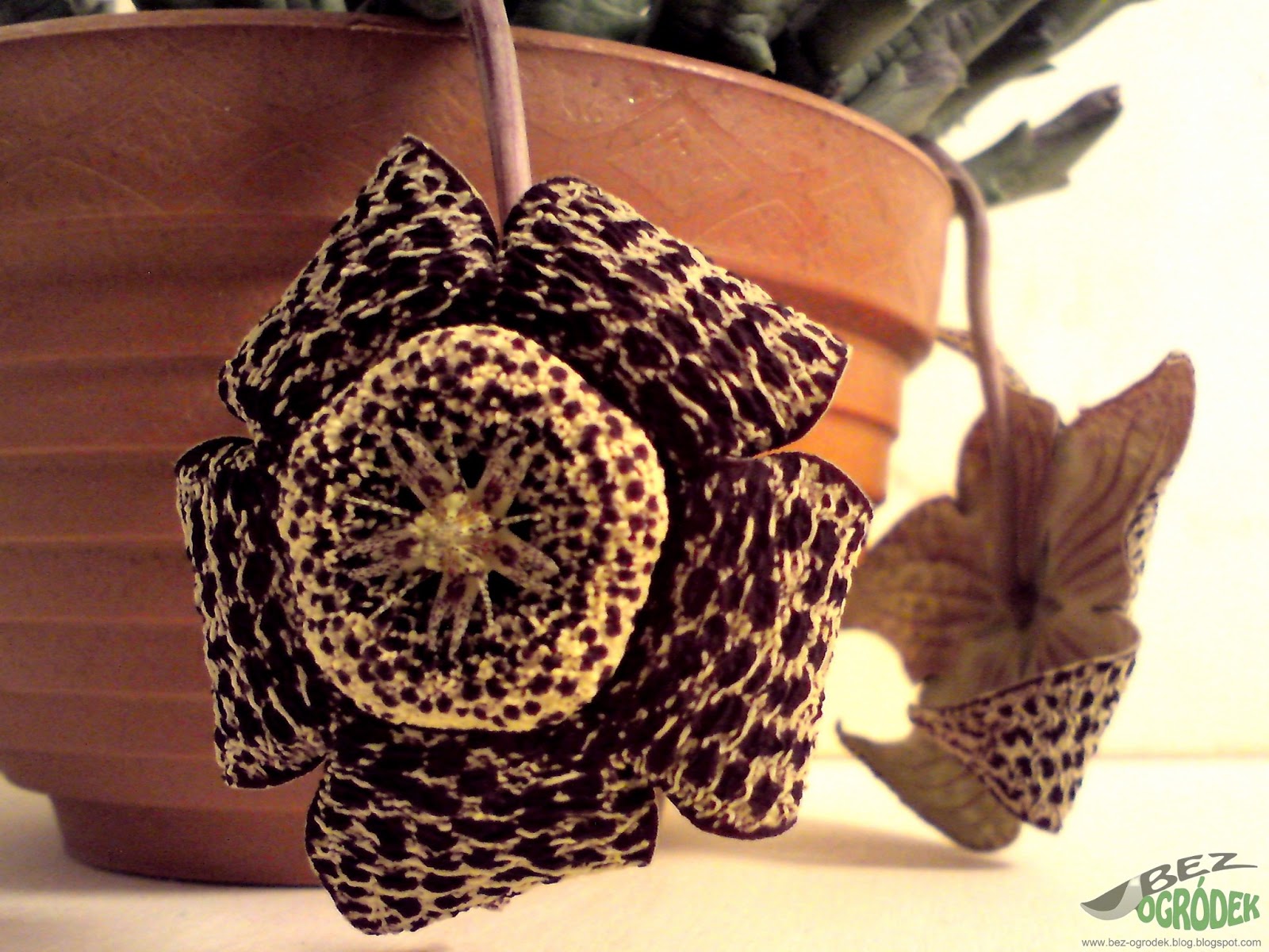 Stapelia pstra, leniuch smierdzący | BEZ OGRÓDEK | blog ogrodniczy