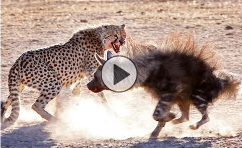 Cheetah Vs Hyena Real Fight ~ Amazing Web