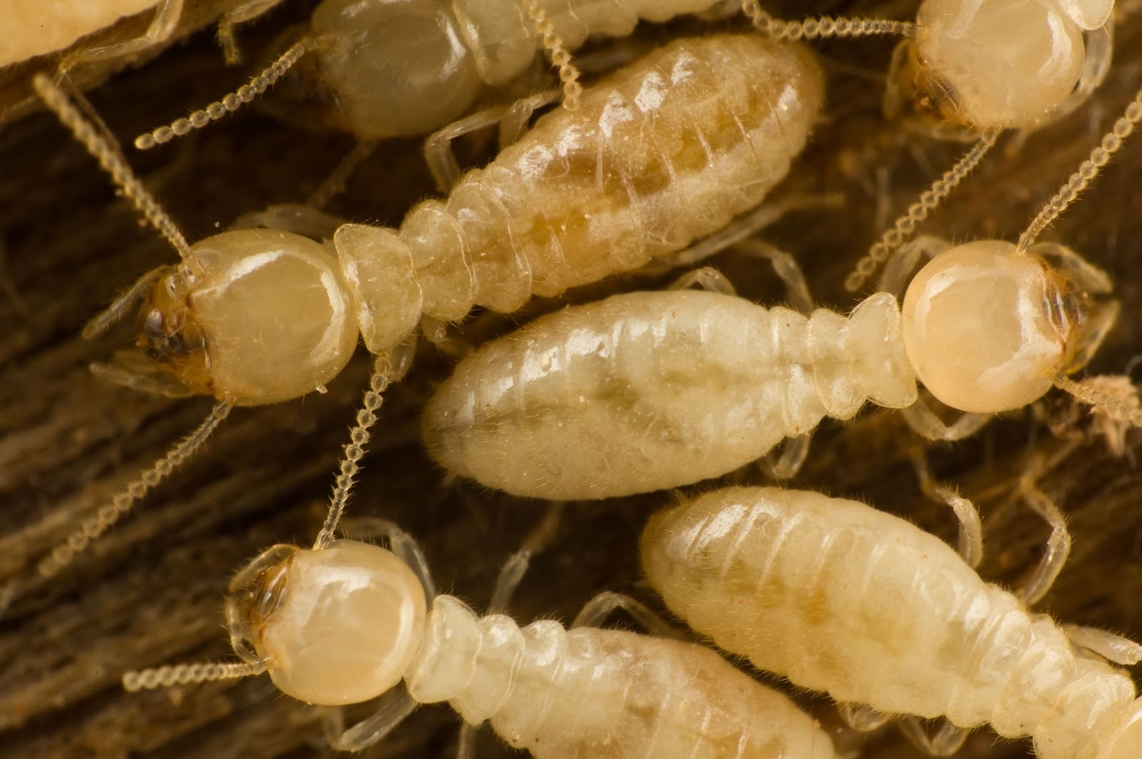 Arab Pest Control: A quick reference for Termites