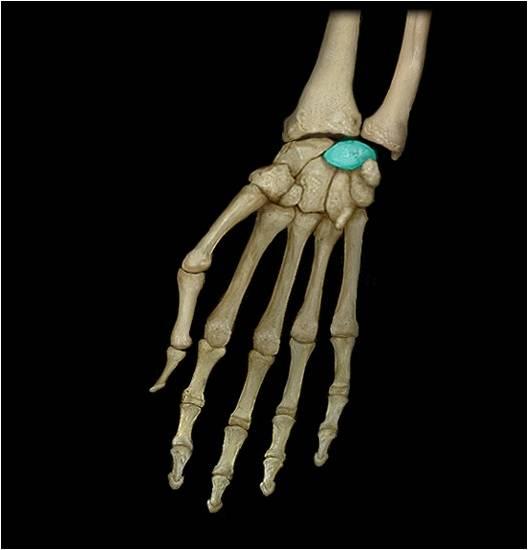 Пальпация кисти: кости запястья и лучезапястного сустава.